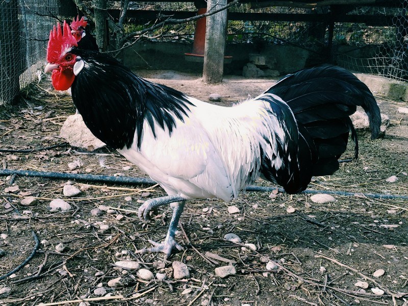 ΚΟΚΟΡΑΣ | Κτήμα Πολυζωγόπουλου